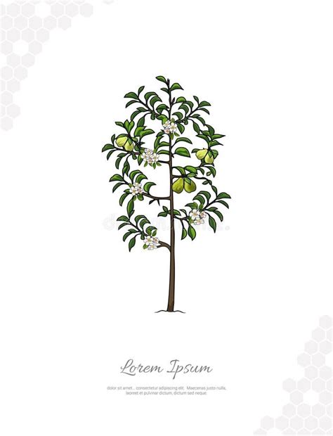 Pear Tree Vector Art For Wall Decoration Stock Vector Illustration Of