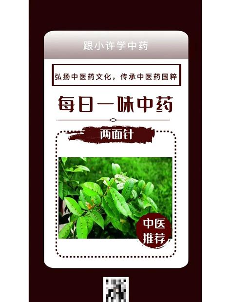 两面针中药介绍