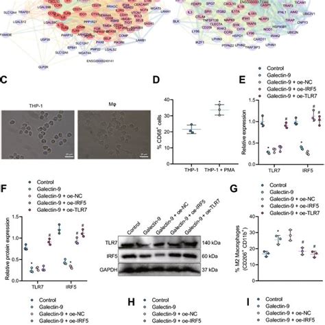 Galectin 9 Represses The Tlr7 Irf5 Pathway To Suppress Macrophage Download Scientific Diagram