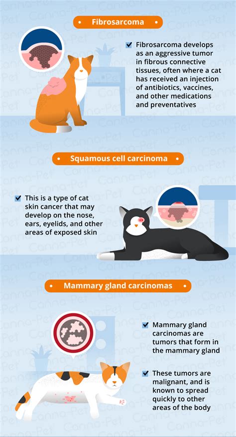 What Are The Symptoms Of Intestinal Cancer In Cats At Roosevelt Clark Blog