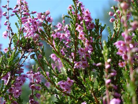 Free Images Nature Blossom Flower Purple Bloom Herb Botany