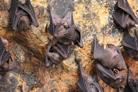 Geoffroys Rousette Rousettus Amplexicaudatus · Inaturalist