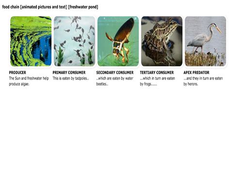 Freshwater Food Chain