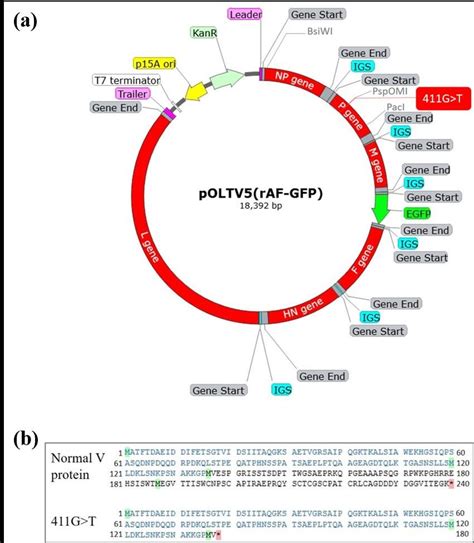 A Plasmid Map Of Poltv5raf Gfp Showing The Mutation 411gt The