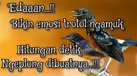 Pancingan Murai Batu Trotol Agar Bunyi Ampuh Langsung Nyaut Ngeplong Youtube