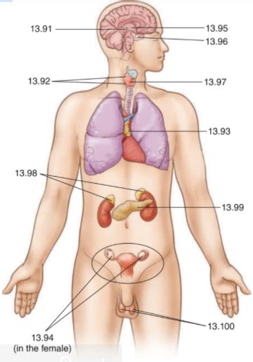 Solved Identify The Numbered Items On The Accompanying Figure Of The Male