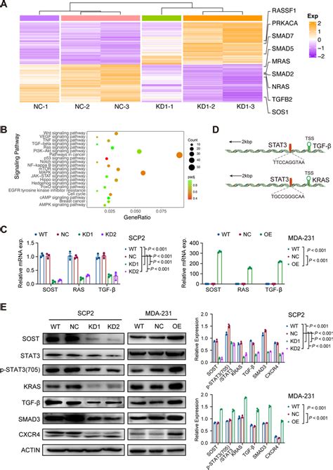 Sost Promotes Bone Metastasis Through The Tgf β Smad3 Signaling A Download Scientific Diagram