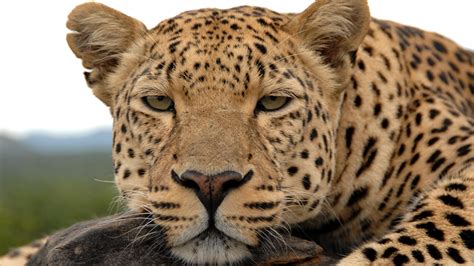Types Of Leopards List