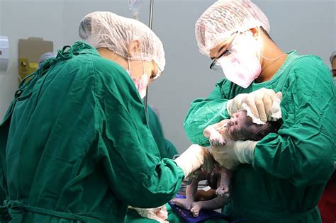 Dia do obstetra Santa Casa tem mais de 200 médicos e enfermeiros para