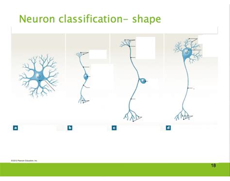 Neuron Classifications Shape Quiz