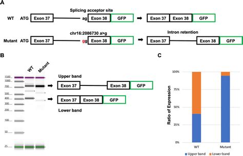 Frontiers Target Capture Full Length Double Stranded CDNA Long Read