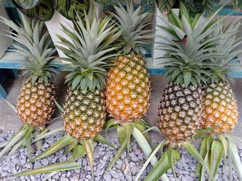 Nanas Atau Nenas Ialah Spesies Tumbuhan Tropika Yang Tumbuh