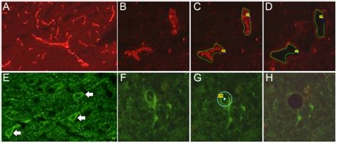 A Rapid Immunostaining Method Was Developed To Identify Endothelial