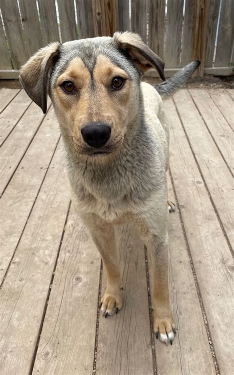 Dog For Adoption Willow A Husky In Hastings Ne Petfinder