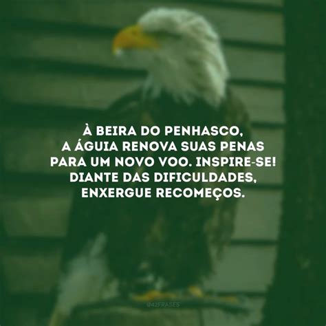 30 Frases Sobre águia Que Vão Despertar As Suas Virtudes