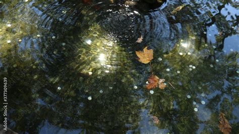 Fallen Dry Leaves On The Surface Of Clear Water Along Which Circles