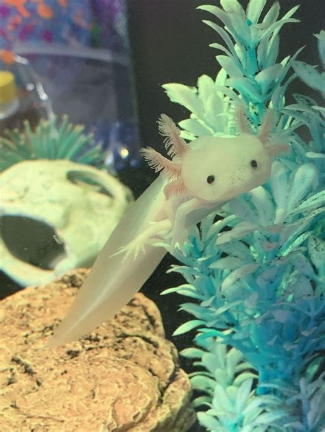 Pin by Evelin Pérez on Guardado rápido Axolotl cute Axolotl pet