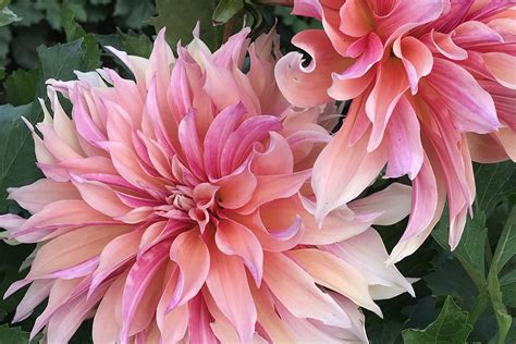 Can Dahlias Grow In Full Sun At Glen Daigle Blog