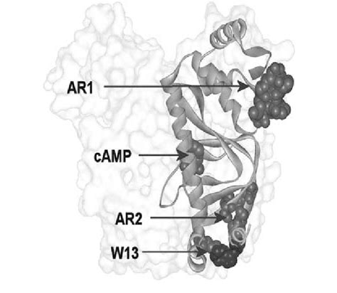 Structure Of Crp Dimer Included In This Figure Are Trp13 Cyclic Amp