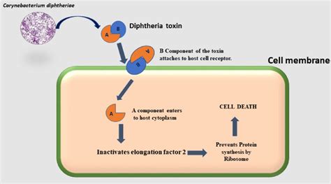 C Diphtheriae Diphtheria Toxoid Dag2689 Creative Diagnostics