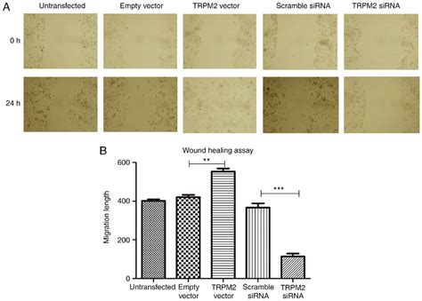 Scratch Wound Healing Assay Results A Images Of All Groups At And