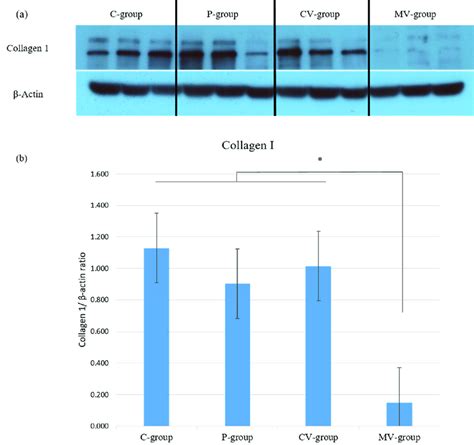 Mortalin Specific Shrna Expressing Ad Decreased The Expression Of Download Scientific Diagram