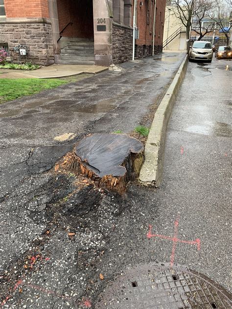 Tree Blocking The Driveway Removed Boss R NotMyJob