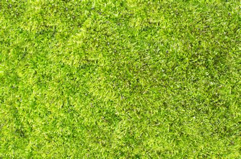 Gambar Alam Abstrak Menanam Olahraga Halaman Rumput Padang