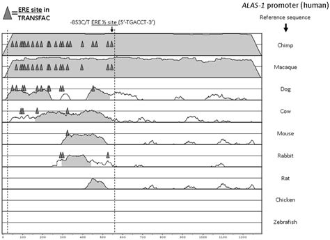 Multi Species Comparative Analysis Of The Alas1 Proximal ~ 1 3 Kb