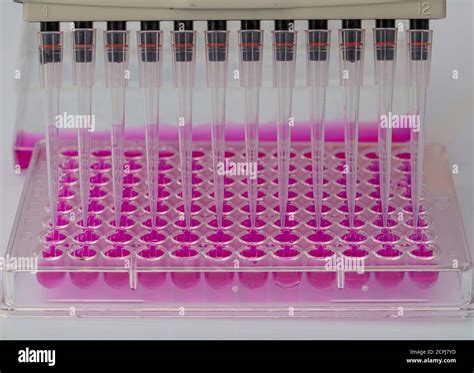 Scientist Holding A 96 Well Plate With Samples For Biological Analysis