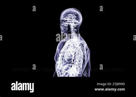 Animation Of Brain And Human Body Model Rotating Over Black Background Human Biology Anatomy