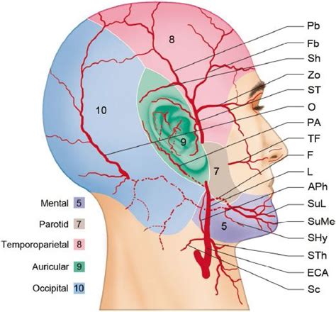 Arteries Of The Face And Neck Anatomía Médica Anatomía Anatomia Del