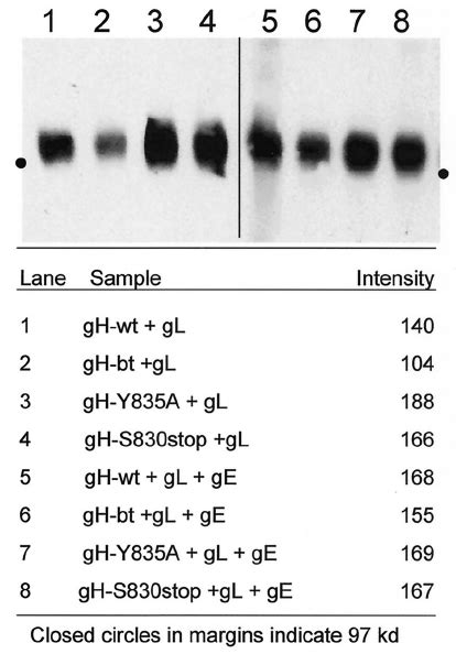 Cell Surface Expression Of Gh In Gh ϩ Gl And Gh ϩ Gl ϩ Ge Transfected Download Scientific
