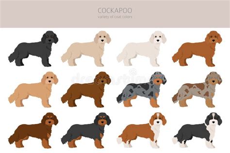 Cockapoo Mix Breed Clipart Different Poses Coat Colors Set Stock Vector Illustration Of