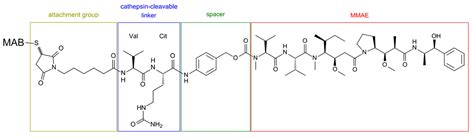 Anti Mmae Monomethyl Auristatin E Antibodies And Mmae Conjugates For