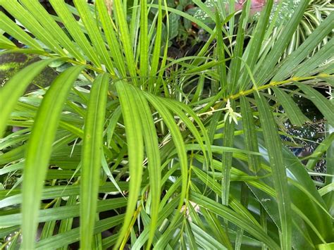Premium Photo Green Leaves Pattern Background Natural Background And