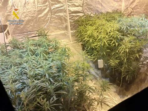 La Guardia Civil desmantela una plantación de marihuana con casi 1 000