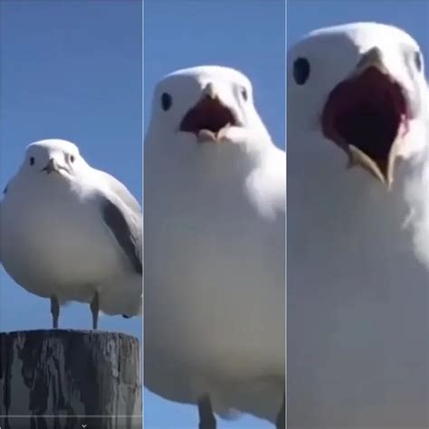 Seagull Meme Template Printable Word Searches