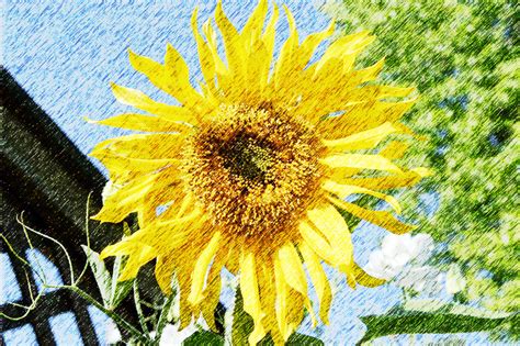Lunapic Free Online Photo Editor Color Pencil Sketch