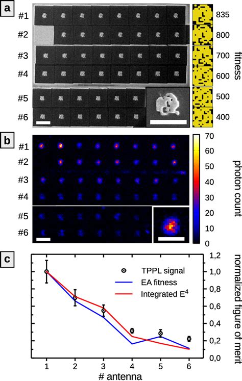 Experimental Realization Of Evolutionary Antennas A Exemplary Sem Download Scientific