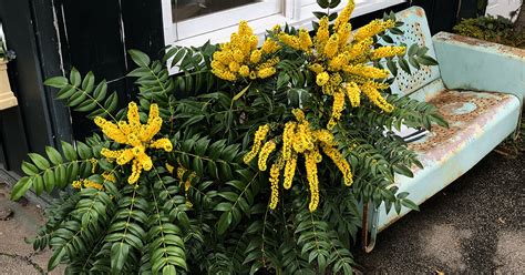 Southern Living Plants Plants Selected For Southern Gardens