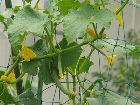 Pea