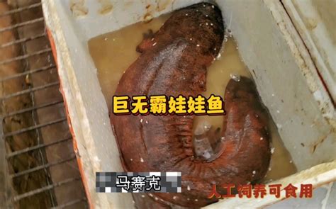 人工饲养娃娃鱼 向前农场日记 向前农场日记 哔哩哔哩视频