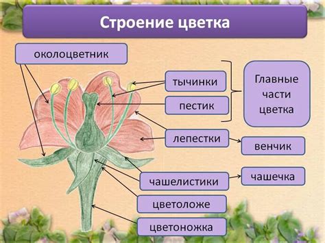 Цветок его строение и значение 6 класс