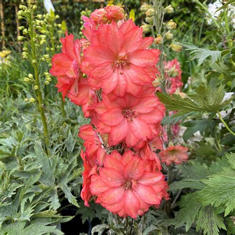 Delphinium Red Lark Knights Garden Centres