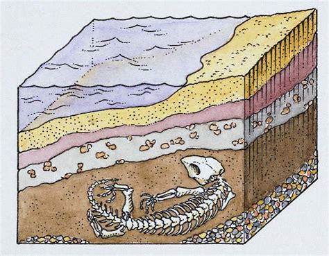 Fossils Biology Corner At Bernadette Williams Blog