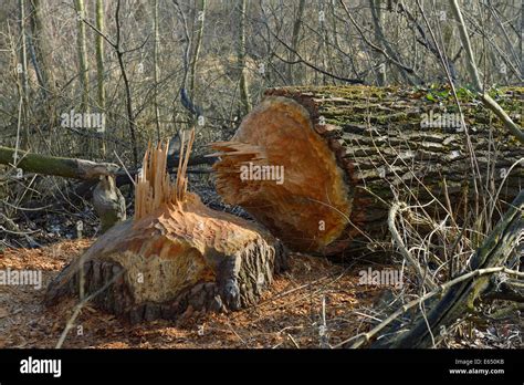Beaver Chewed Hi Res Stock Photography And Images Alamy