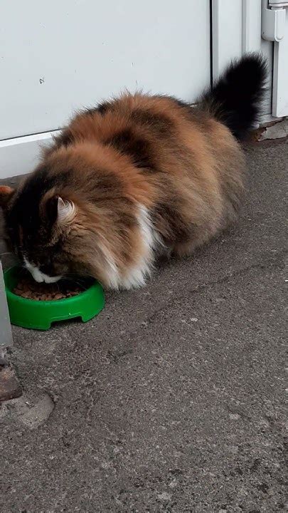 Shorts красивая бездомная кошка кормлю Cat Youtube