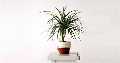 Dracaena marginata bakımı nasıl yapılır Çiçek açar mı Evim
