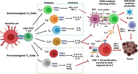 T Helper Cells Signaling Pathway Anygenes